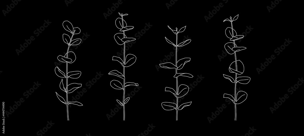 Line drawing of eucalyptus branches. Modern single line art. Vector ...