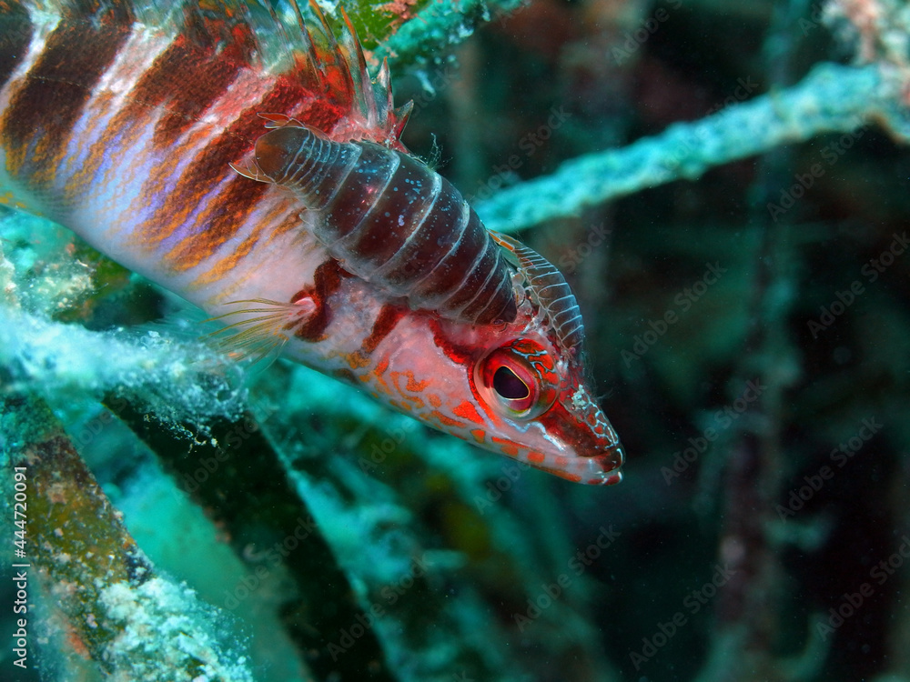 Painted Comber and Parasite Rider in Adriatic sea near Vis island ...