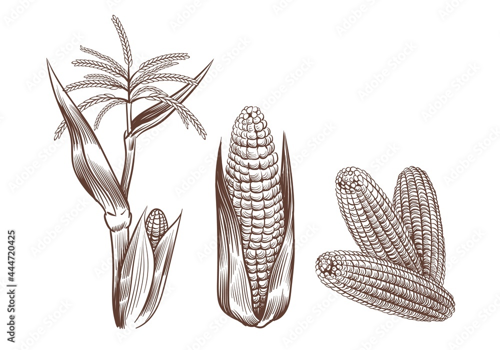 Corn Crops Drawing