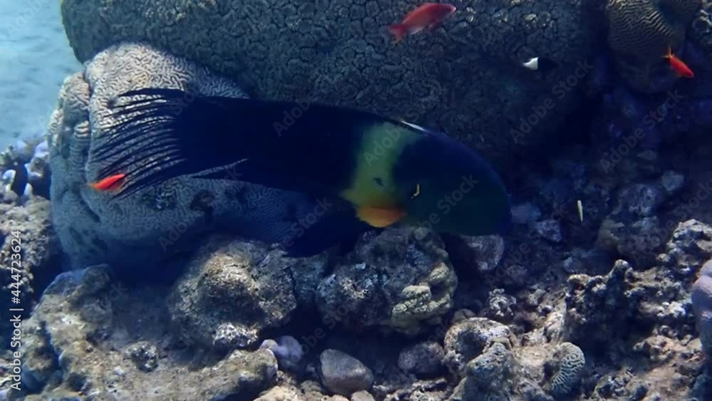 Broom-tail wrasse – Cheilinus lunulatus, it belongs to the family ...