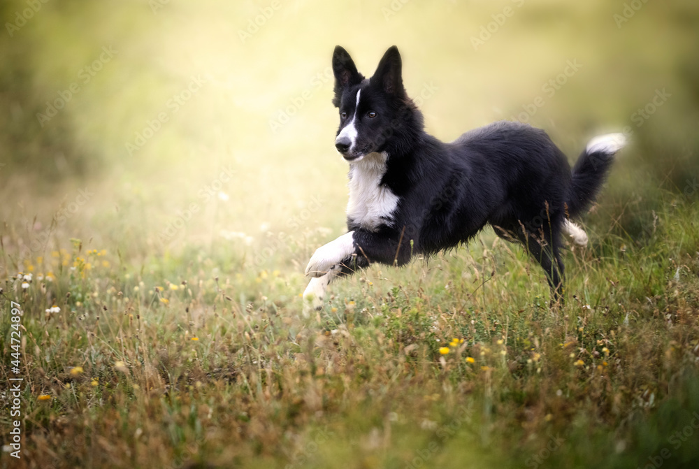 Border collie running and jumping in the field Stock Photo | Adobe Stock