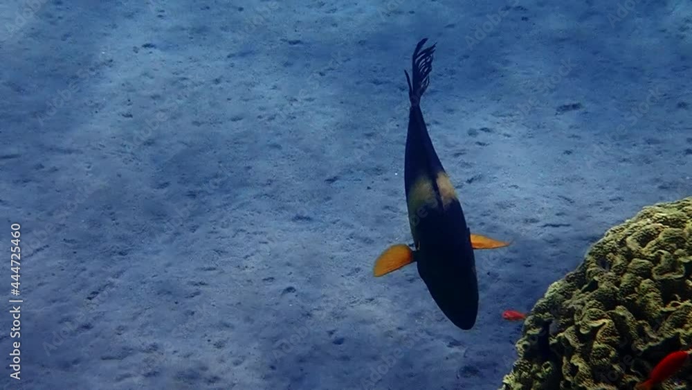 Broom-tail wrasse – Cheilinus lunulatus, it belongs to the family ...