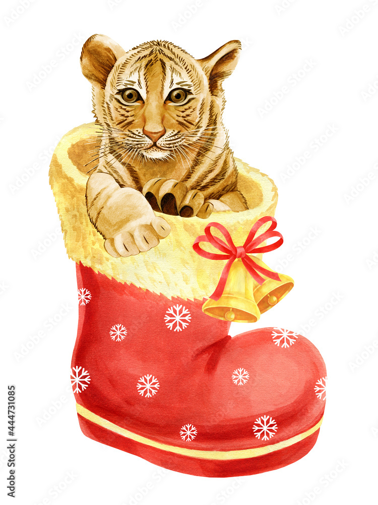 Tiger cub in Santa Claus boot with bells for christmas card, print ...