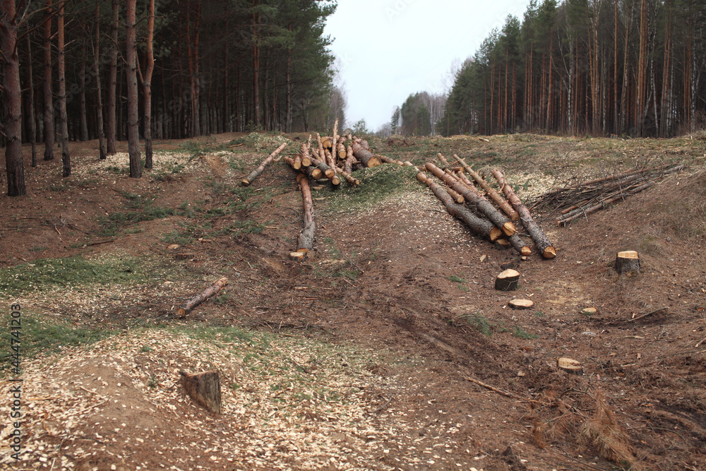 Environment, nature and deforestation - cutting down and felling of ...