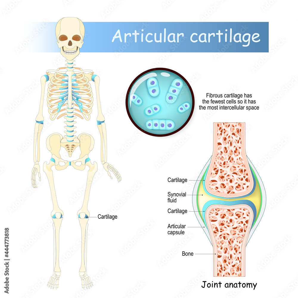 Cartilage. Human skeleton, cells and joint Stock Vector | Adobe Stock
