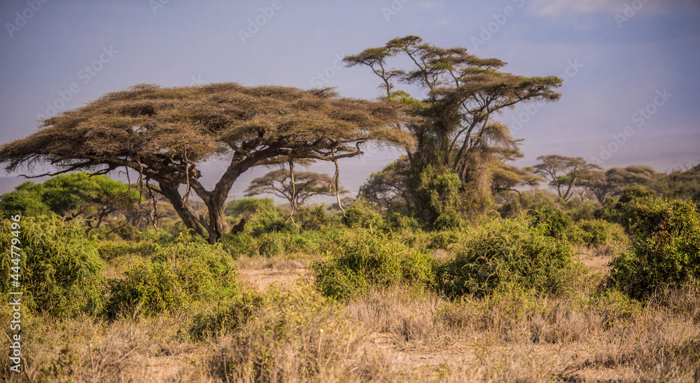 Large acacia trees in the wild African savannah in Amboseli National ...