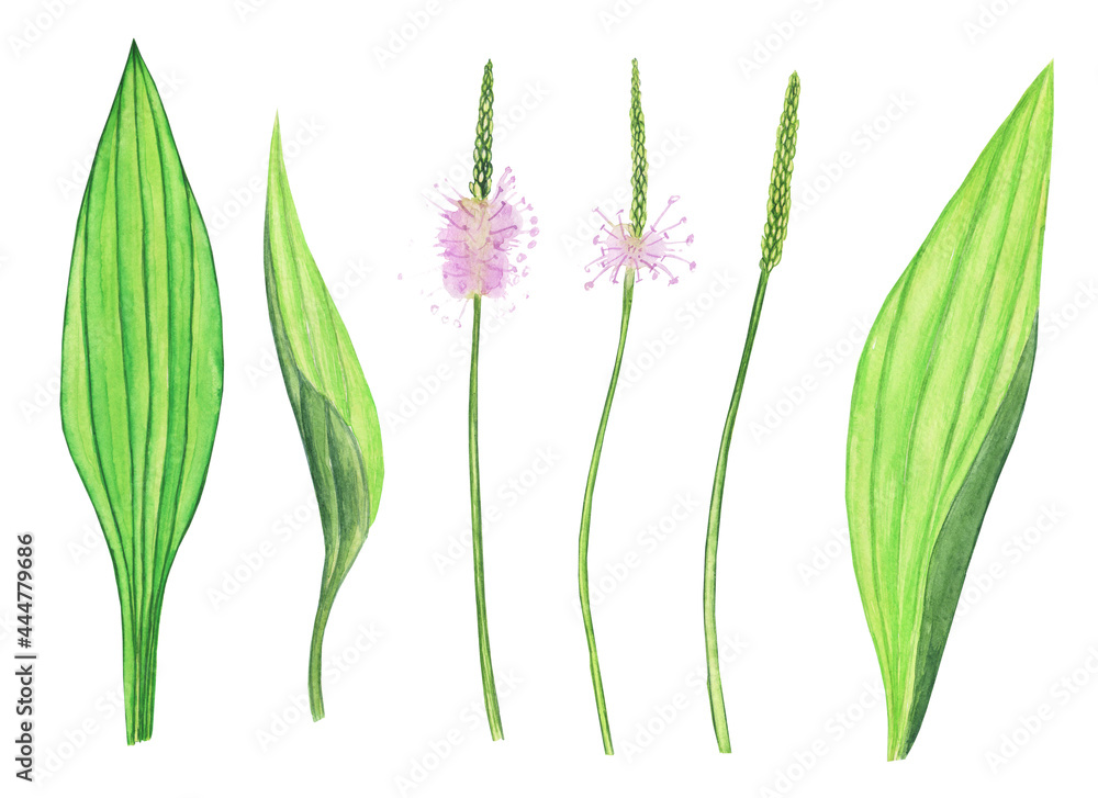 Plantain lanceolate leaf and flower isolated on white background ...