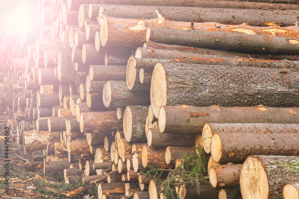 deforestation for roads, wood harvesting, wood as a renewable ...