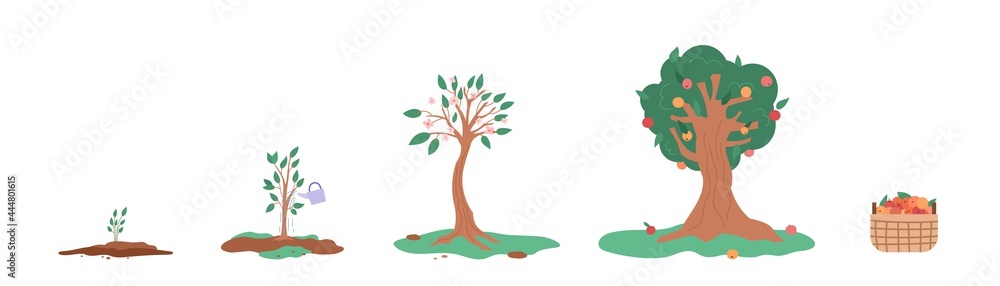 Cycle of growth apple tree from planting seedling to harvest from big ...
