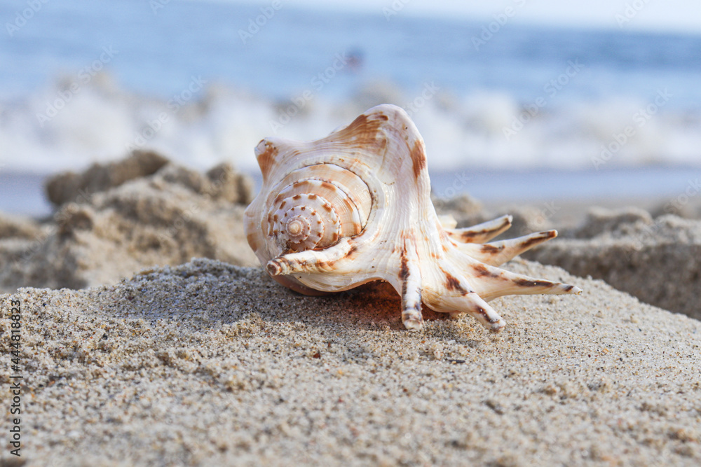 Seashells on a tropical seashore lying on the golden sand under the hot ...