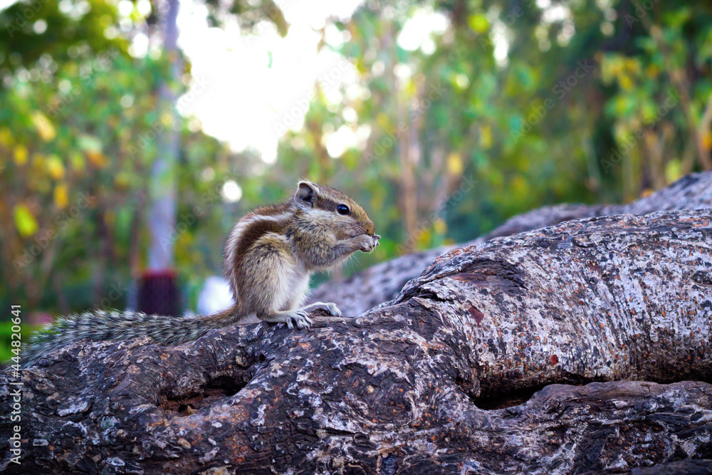 Squirrels are members of the family Sciuridae, a family that includes small or medium-size ...
