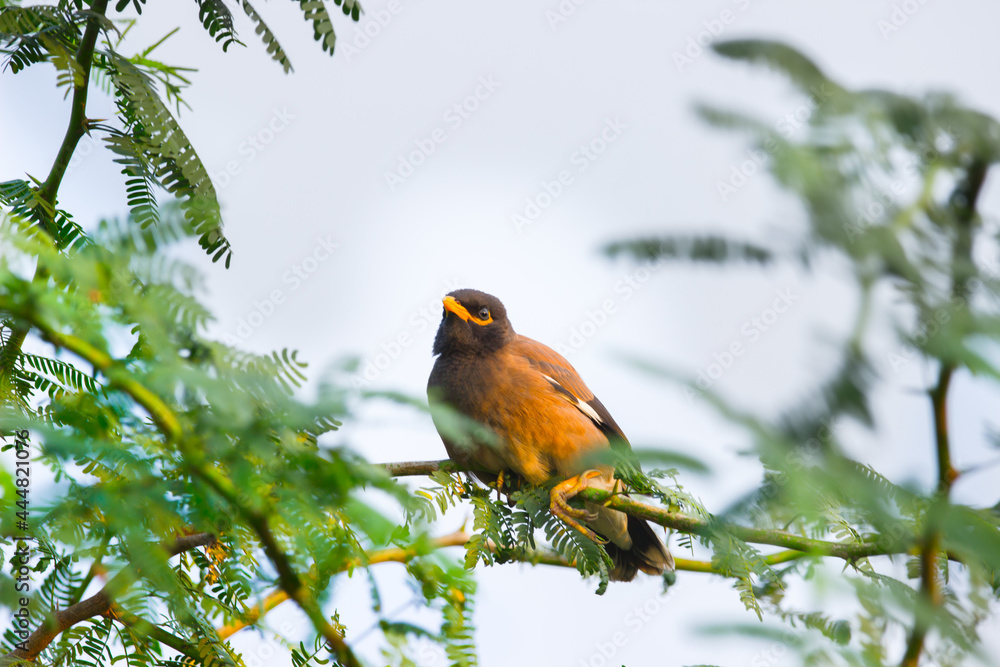 The myna is a bird of the starling family. This is a group of passerine ...