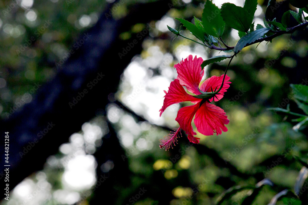 Hibiscus flower in the mallow family, Malvaceae. Hibiscus rosa-sinensis ...