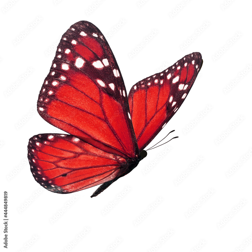 Beautiful red monarch butterfly Stock Photo | Adobe Stock