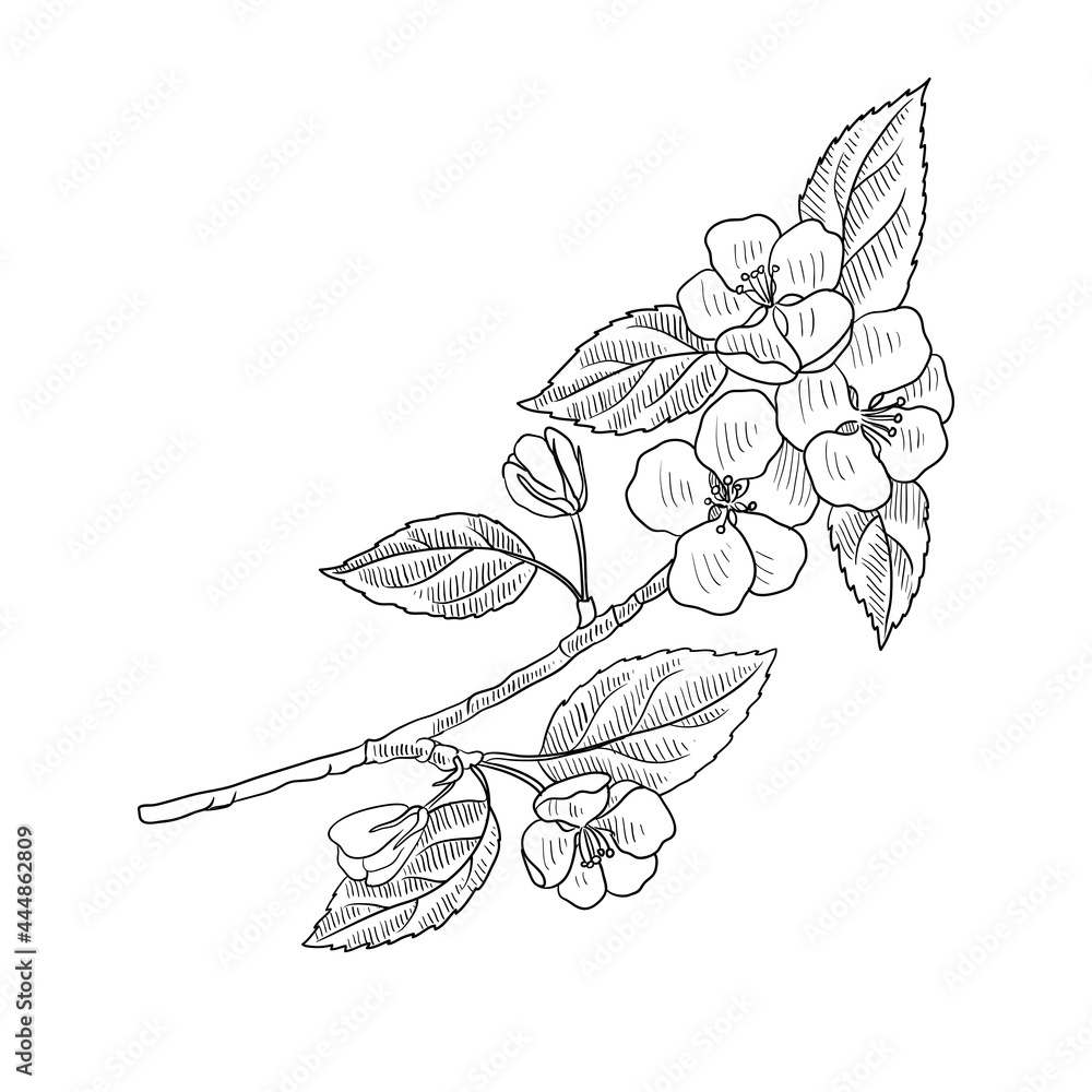 vector drawing flowering branch of apple tree with leaves and fruits ...