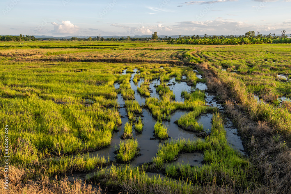 Rice fields filling with water after tropical storm showing higher ...