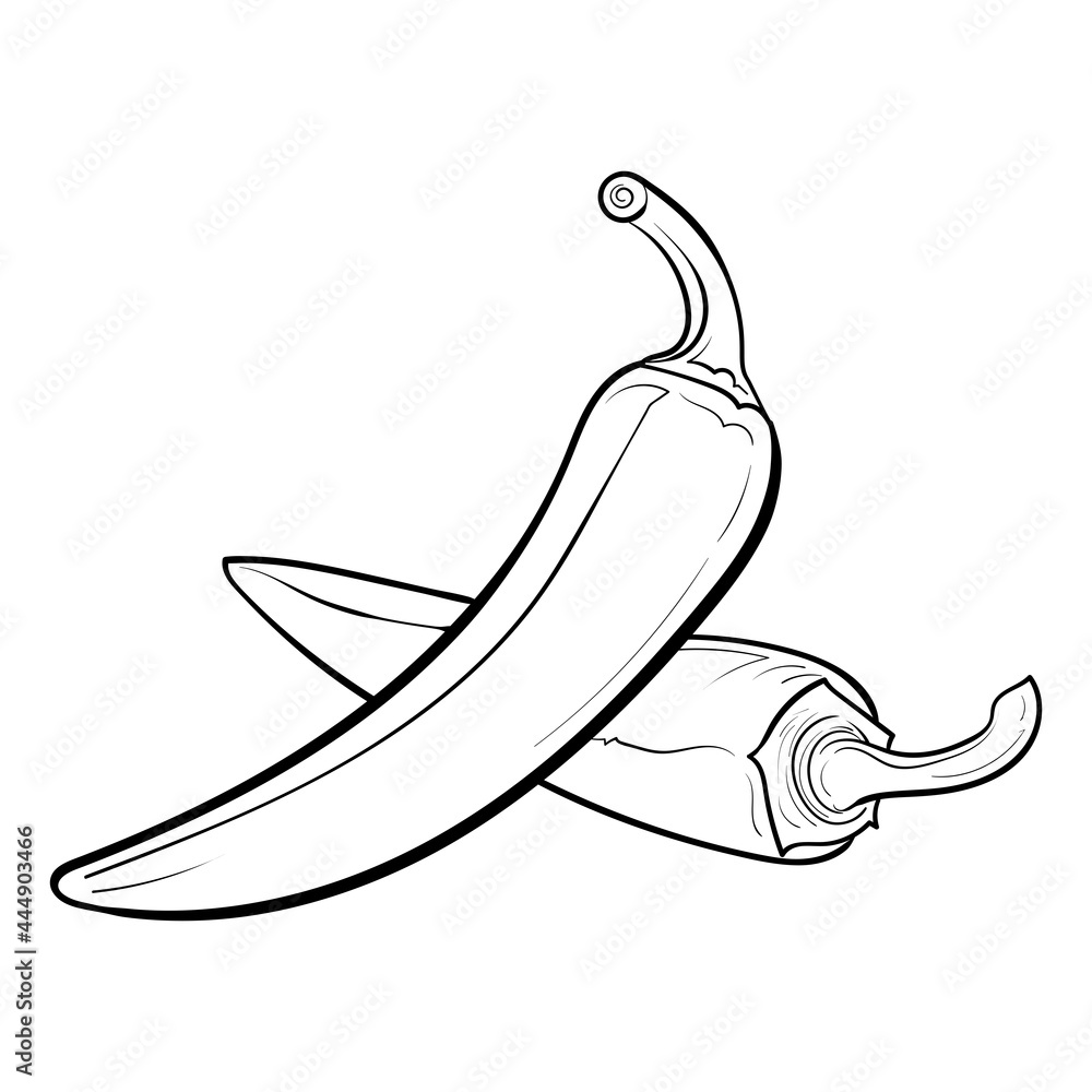 line art chili pepper. Sketch of vegetables isolated on white ...