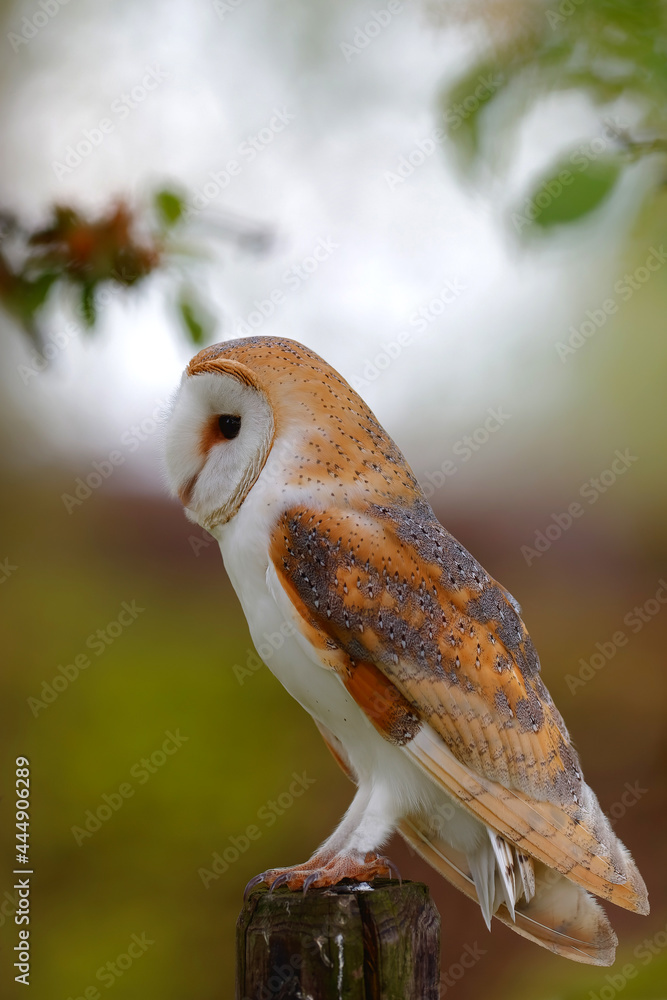 Barn owl (Tyto alba) sitting on a pole in an orchard in Noord Brabant ...
