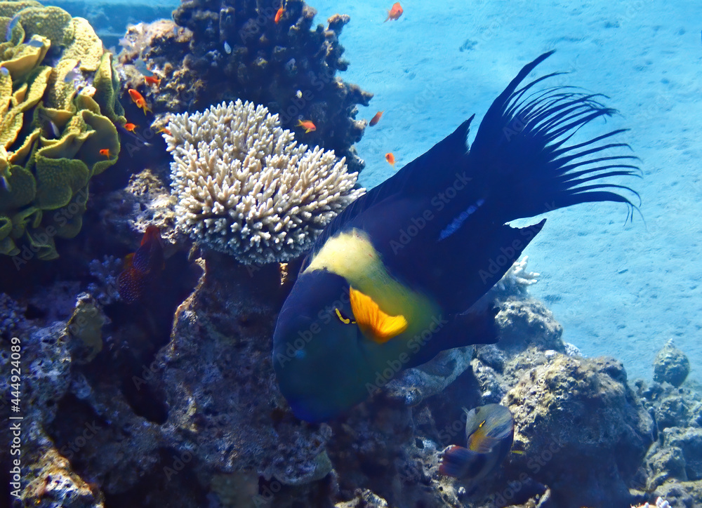 Broom-tail wrasse – Cheilinus lunulatus, it belongs to the family ...