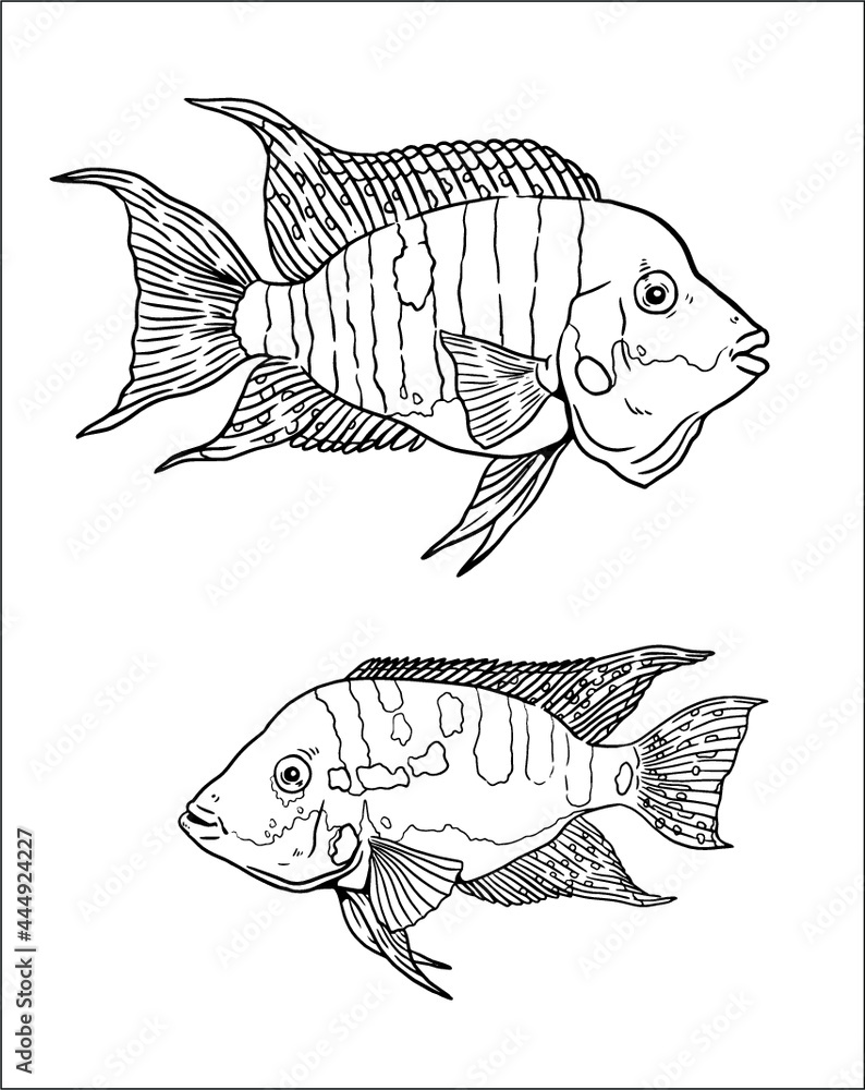Aquarium with Firemouth cichlid for coloring. Colorful fish vector ...