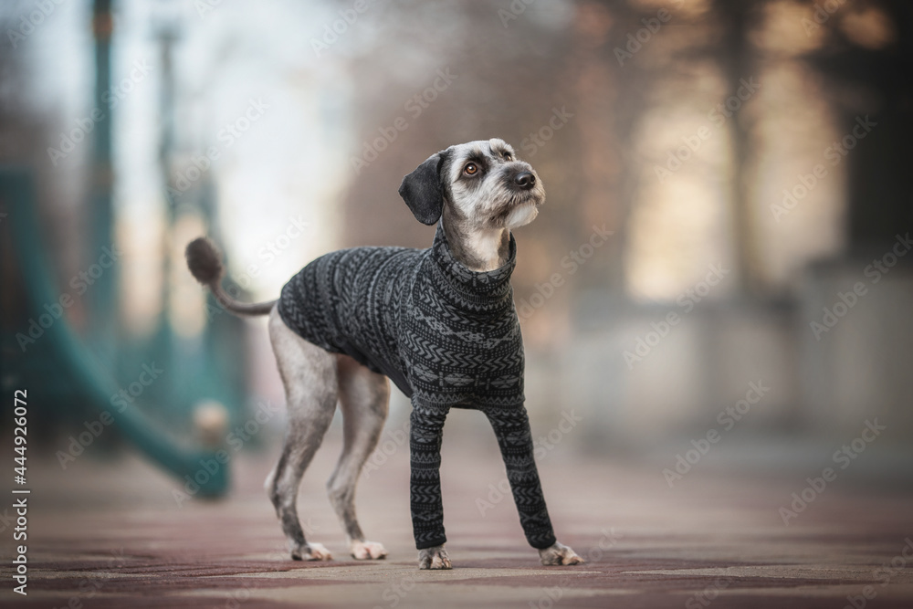Dog Middle Cute