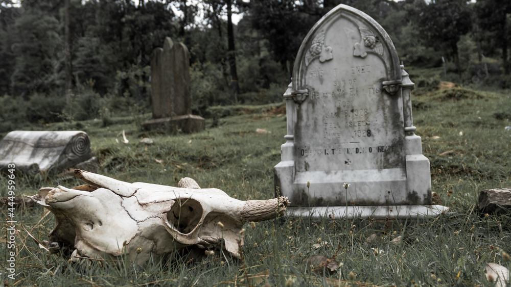 Symbols of death. The skull of a cow in the old cemetery Stock Photo ...