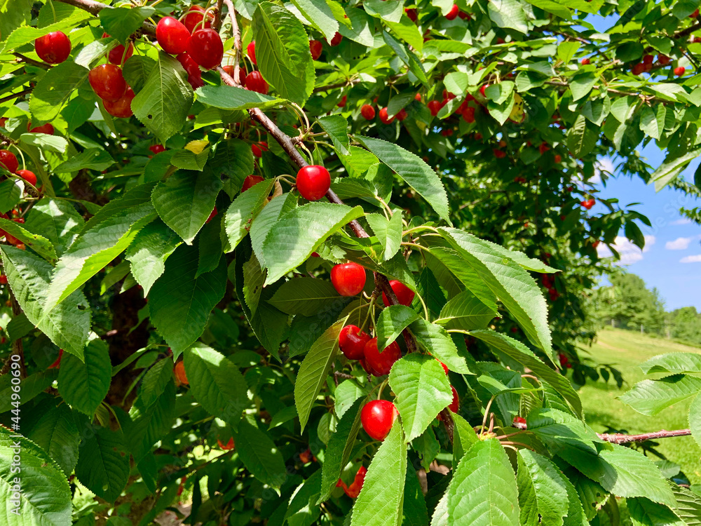 Northern Michigan cherry tree loaded with ripe fruit, ready for picking ...