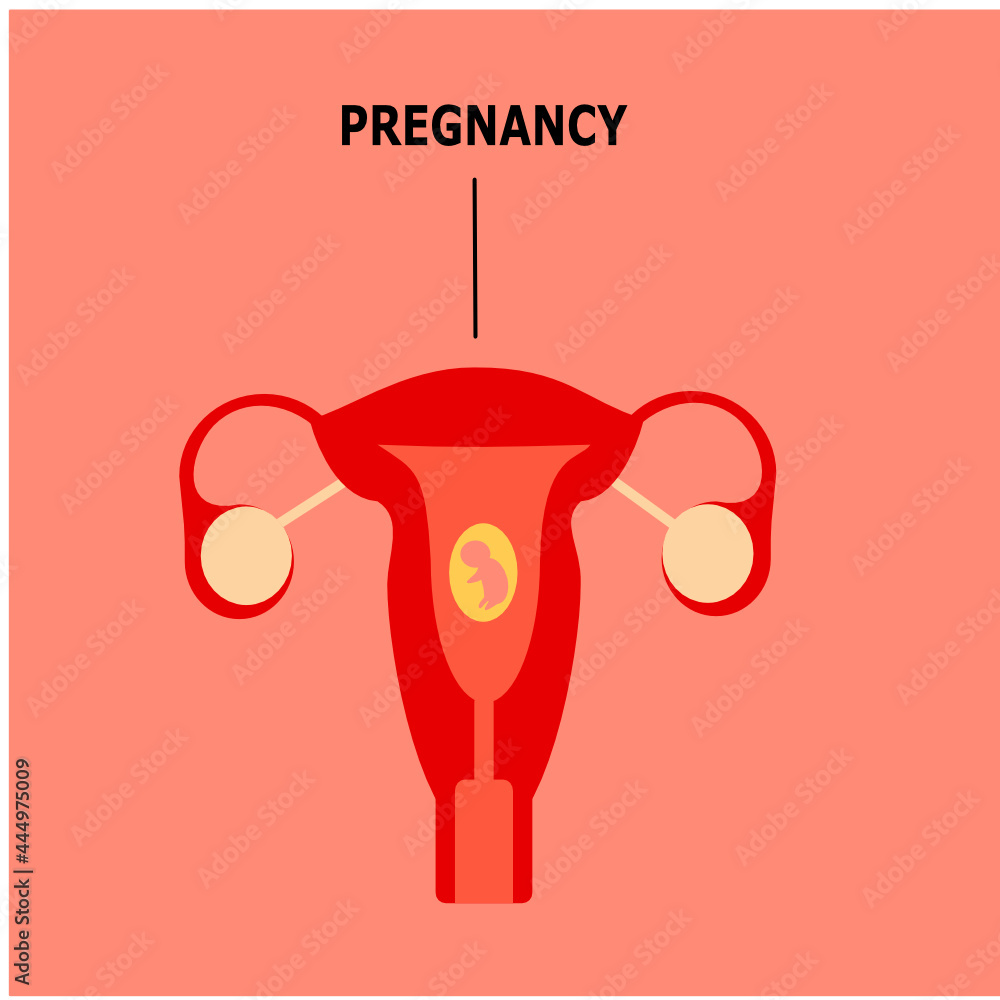 Vector illustration of a uterus with an embryo. Uterine pregnancy ...