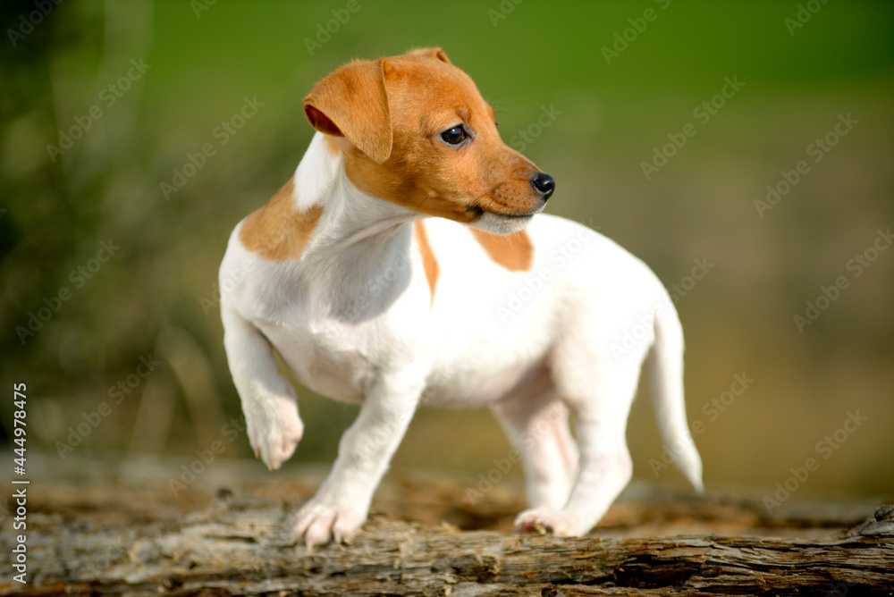 Jack Russell Stock Photo | Adobe Stock