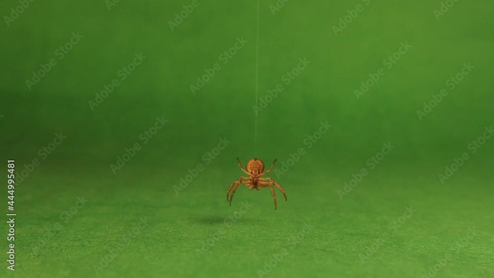 Crab spider hanging on its silk on a green background.. Spider hanging ...