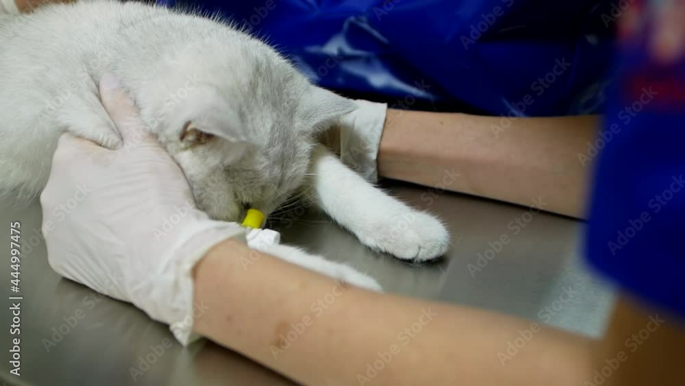 The vet prepares the pet for surgery on the surgical table at the ...