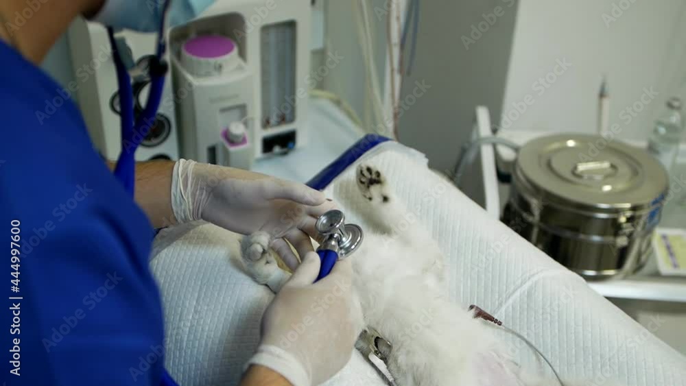 Close-up video shooting. Cat under anesthesia on the operating table in ...
