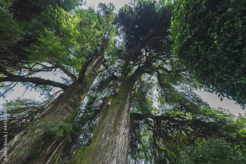 Giant weeping willow tree in the Magical Town of Valle de Bravo. From a ...