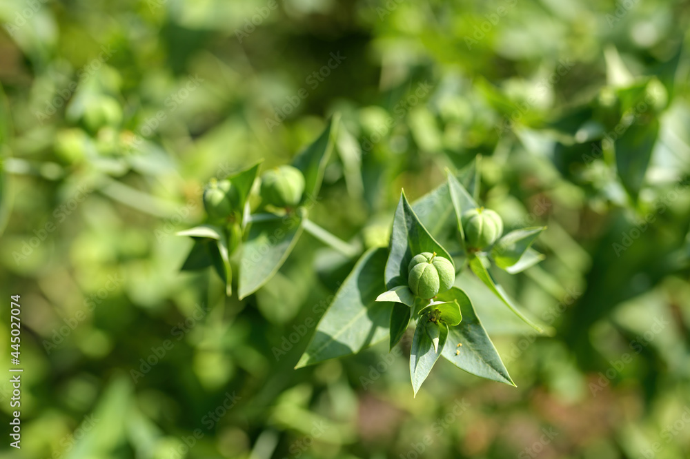 Foto de Caper spurge plant is believed to repel moles so its known as ...