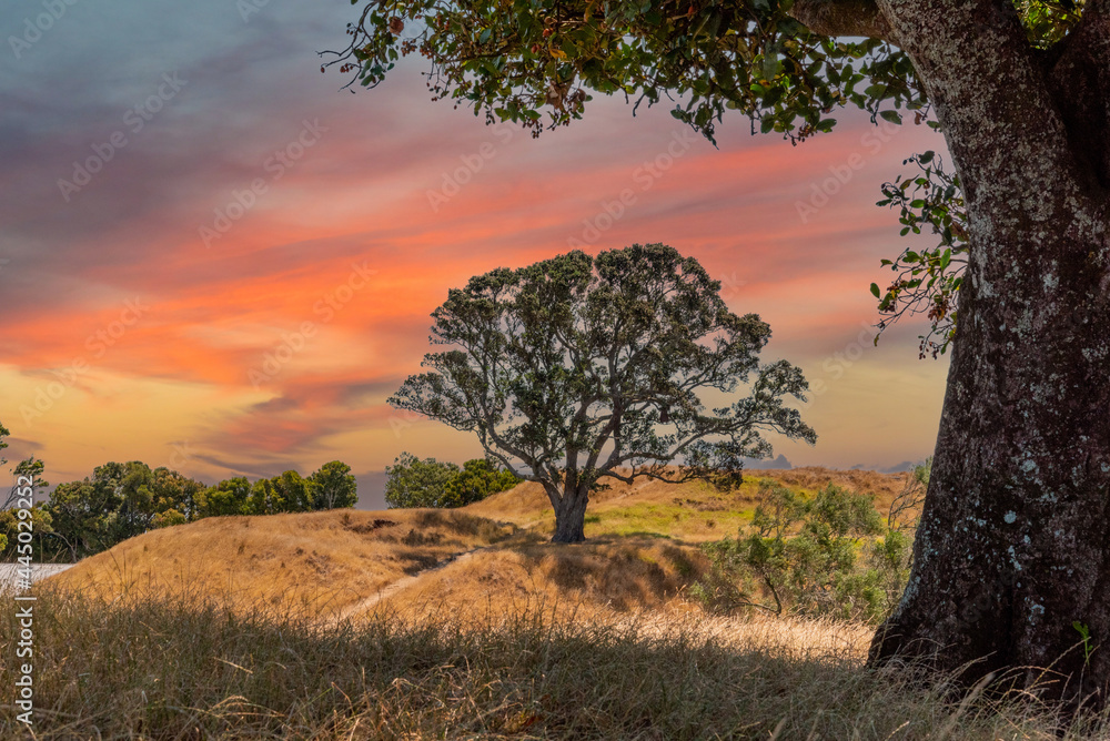 Scenic tree in One Tree Hill Park in Auckland Stock Photo | Adobe Stock