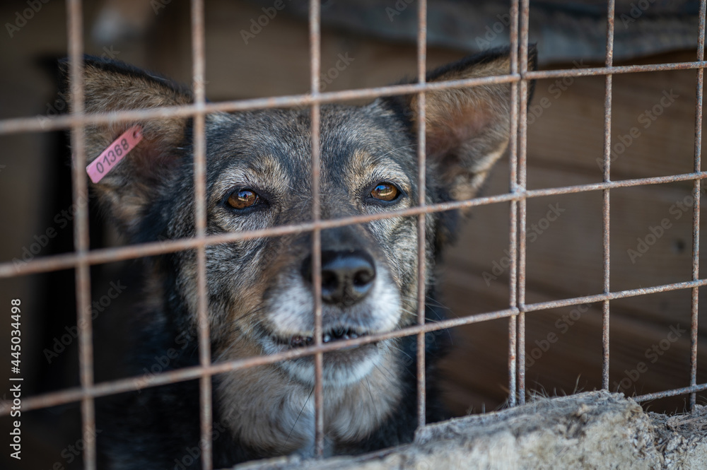 Homeless dogs in the shelter in a cage behind bars. Dog behind the net ...