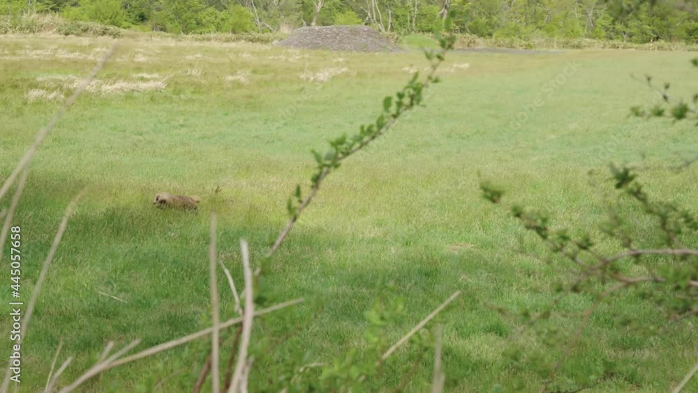Japanese Badger (Meles Anakuma), known as Anaguma running through field ...