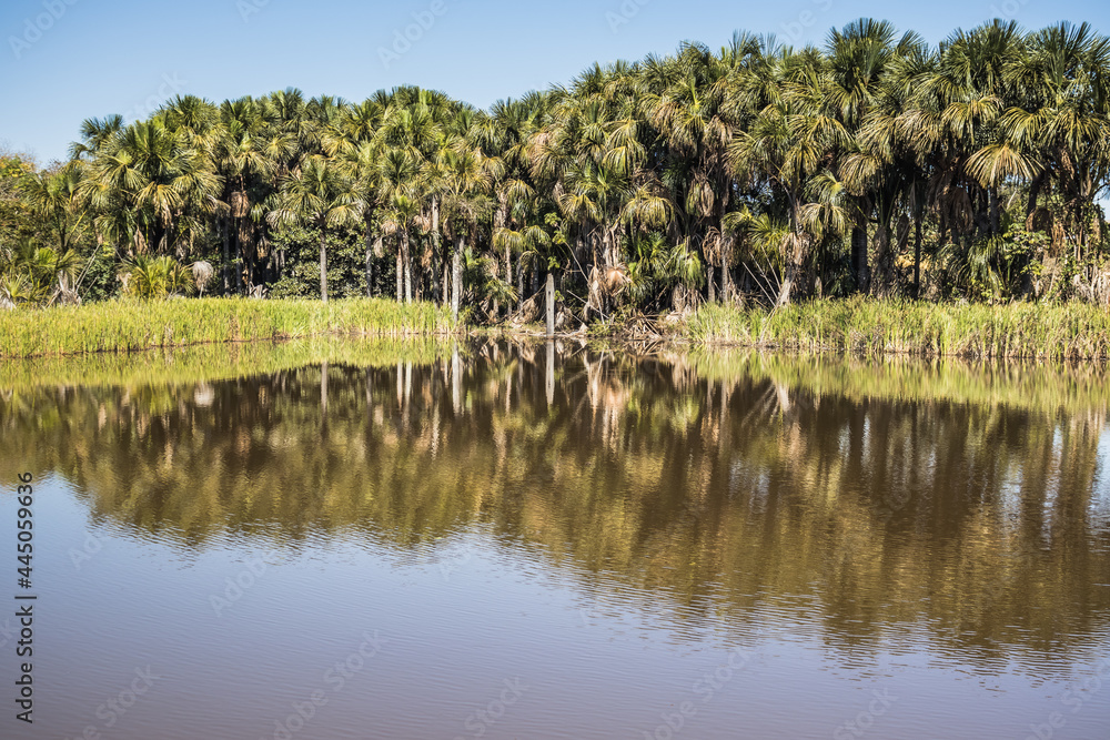 Buritis palm em área alagada de represa no interior de Goiás, Brasil ...