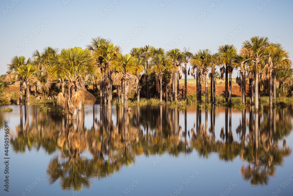 Breathtaking capture of Buriti palm trees lining a serene path ...