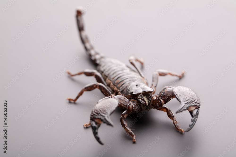 Scorpion close-up on a grey background. Soft light Stock Photo | Adobe ...