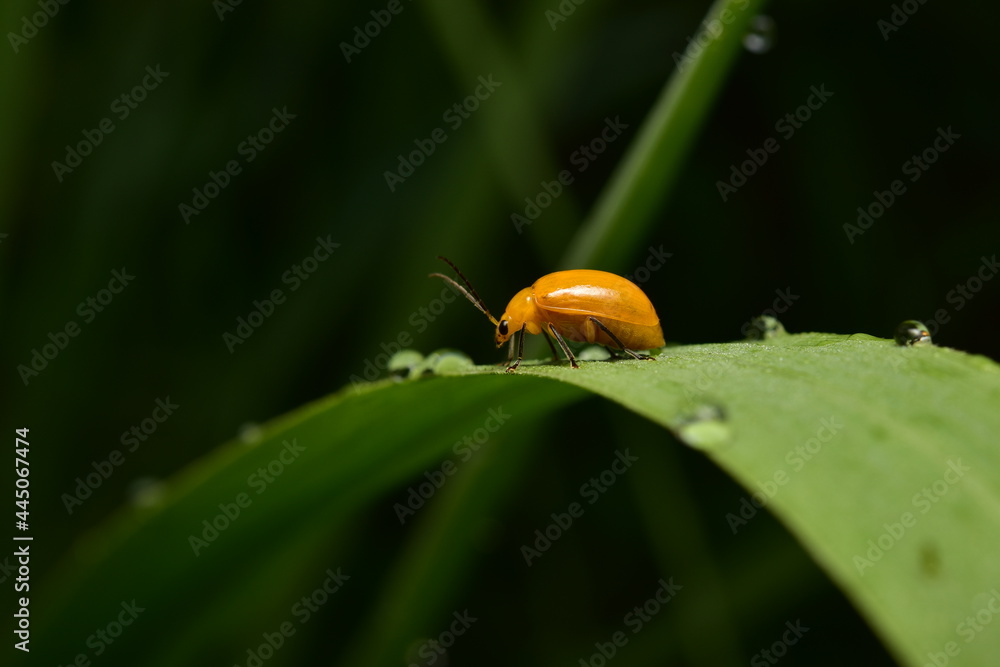 Pumpkin beentle Cucurbit Leaf Beetle or Yellow Squash Beetle it is ...
