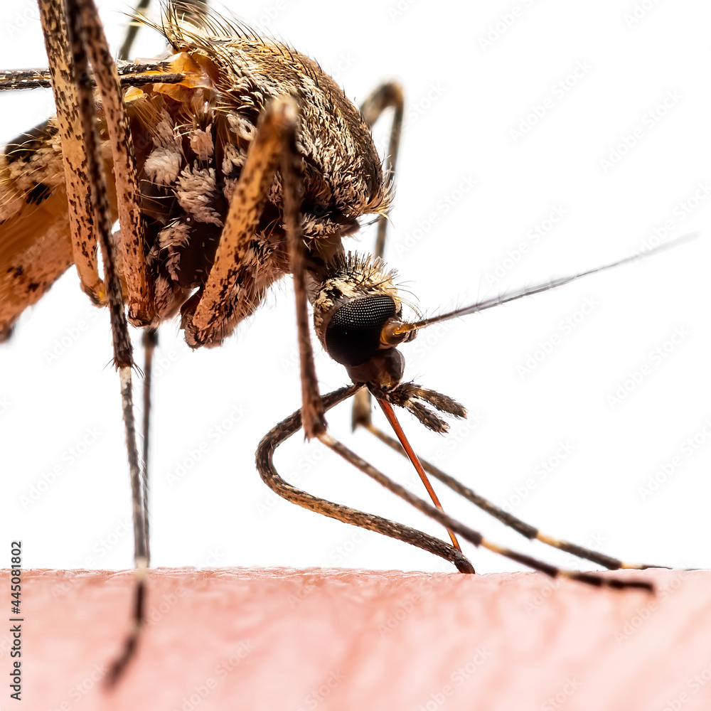 Dangerous Malaria Infected Mosquito Bite Isolated on White ...