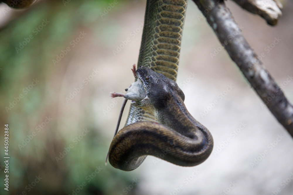 Snake (Philodryas amaru) in nature park, Ecuador Stock Photo | Adobe Stock