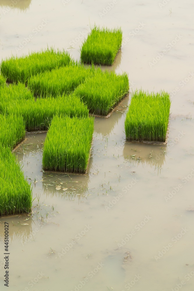 rice planting Stock Photo | Adobe Stock