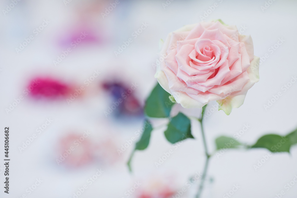 Horizontal background with pink rose on blurred isolated light ...