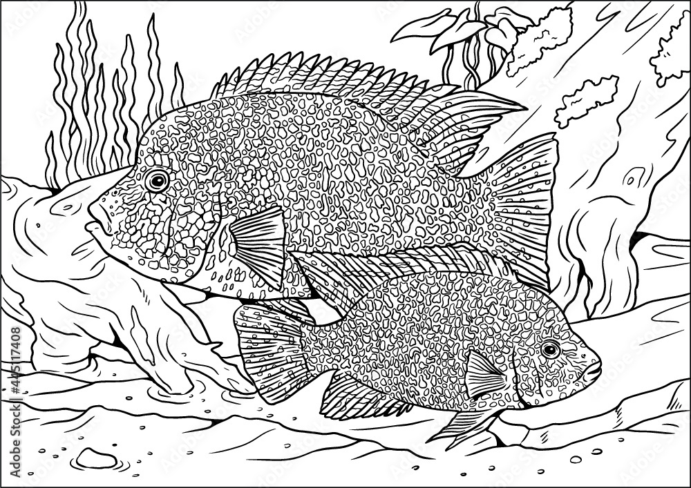 Aquarium with Texas cichlid for coloring. Colorful fish vector drawing ...