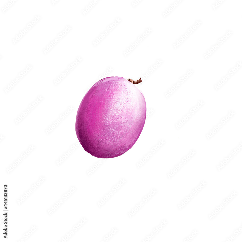 Icaco fruit isolated. Chrysobalanus icaco, cocoplum, Paradise Plum ...