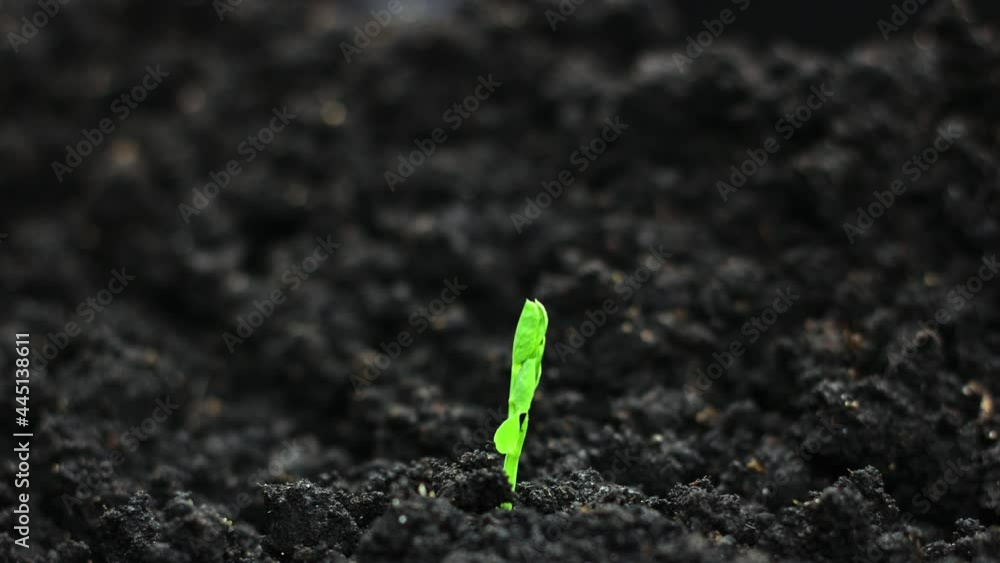 Germinating Seed Growing in Ground Agriculture Spring Summer Timelapse ...