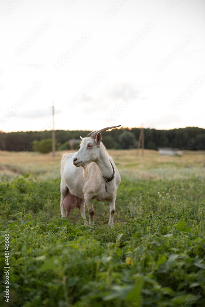 goat are standing in an open field On the Sunset. Beautiful card with ...