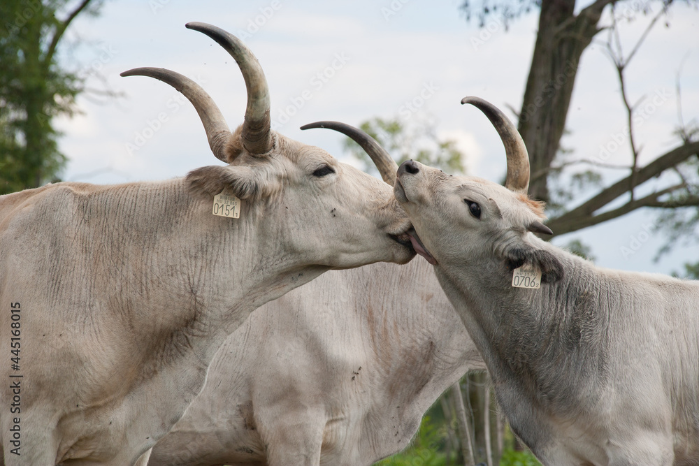 Hungarian Grey. Domesticated cattle breed. Ancient breed of domestic ...